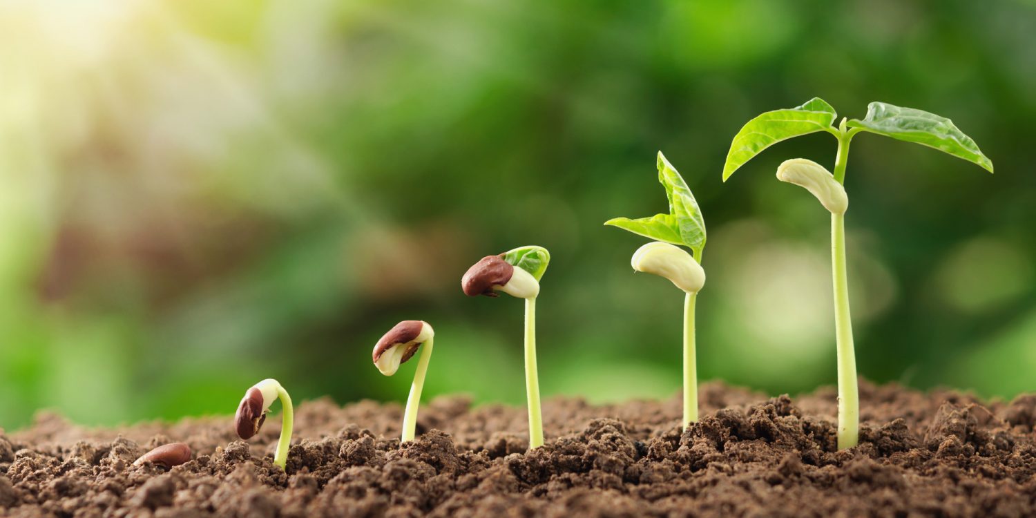 stages-of-seedlings-growing - Early Learning Nation